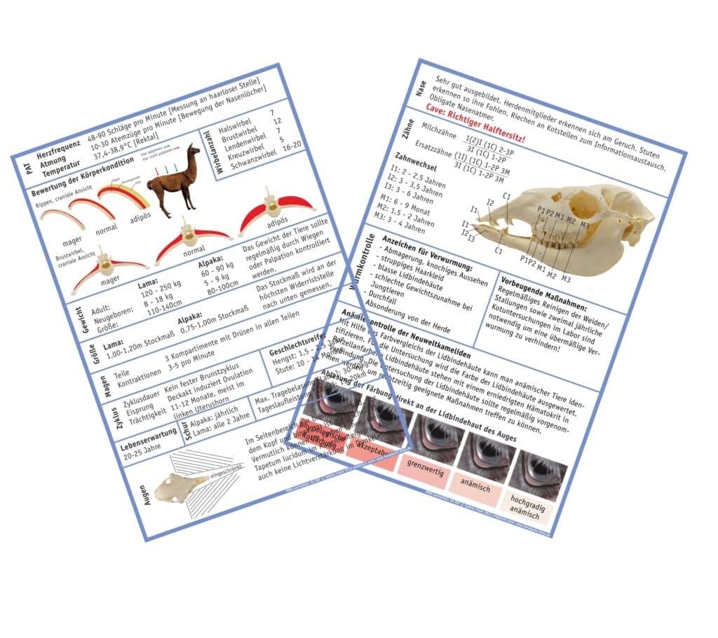 PAT - Wichtige Zahlen und Fakten bei Neuweltkameliden (Lama und Alpaka ...